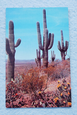 Prickly Pear Cactus Blooms - Saquaros Cactus | eBay