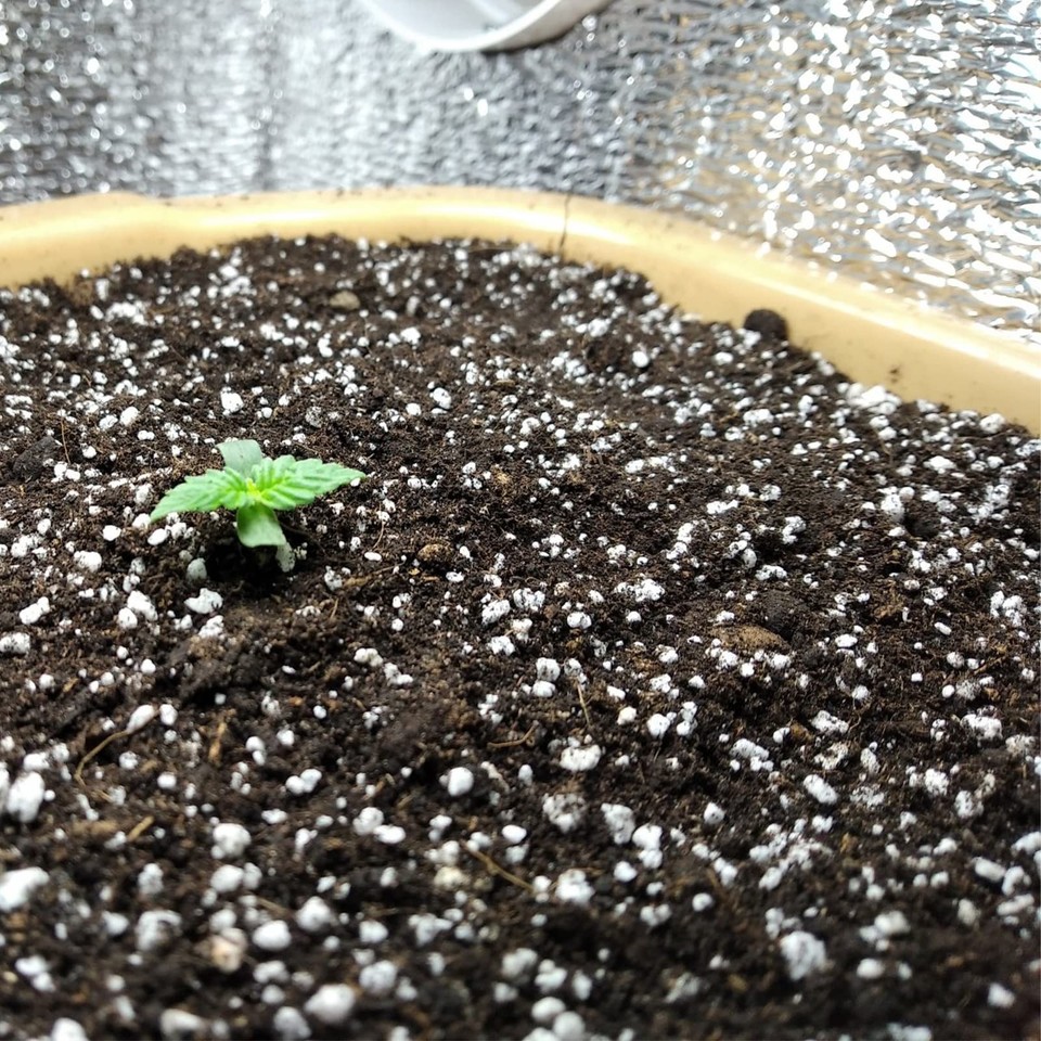 Organic Perlite for Plants, Soil Amendment for Enhanced Drainage and ...