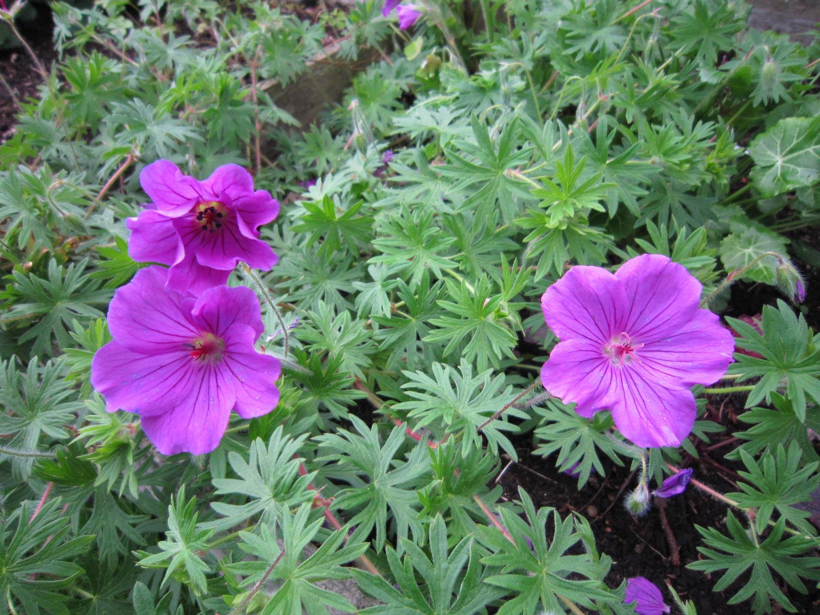 Hardy Geranium Tiny Monster Plant in a 17cm Pot Cranesbill | eBay UK