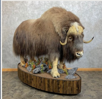Award winning giant Greenaland musk ox mount | eBay