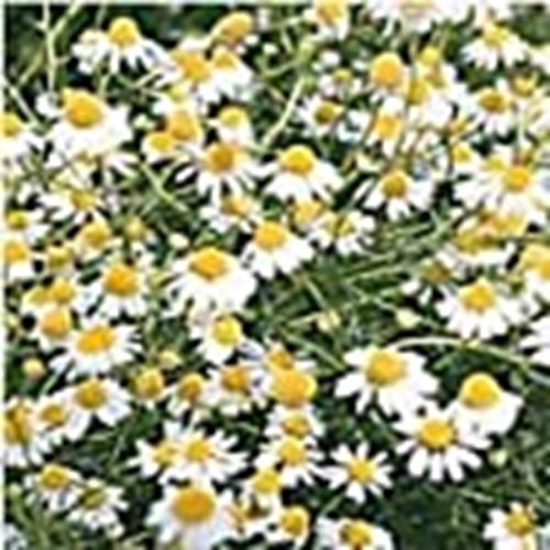 German Chamomile Seeds (((25 Seed Packet))) (More Heirloom, Organic ...