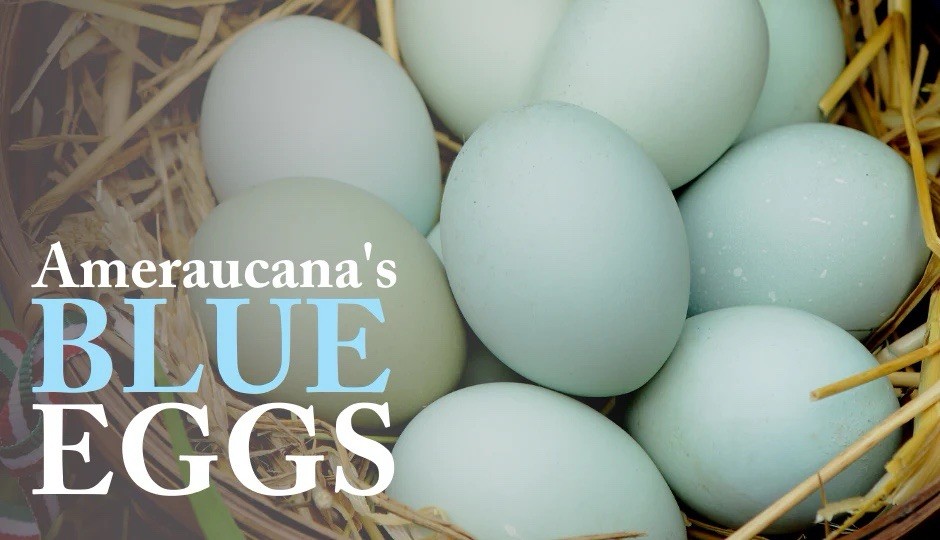 Blue Ameraucana 6+Hatching Eggs (Blue Egg Layers) | eBay