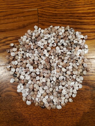 Small tiny Brown and White Umbonium spiral craft seashells sea shell ...