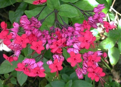 ~JAVA RED~Bleeding Heart Rooted Starter Plant~Clerodendrum Delectum~Red ...