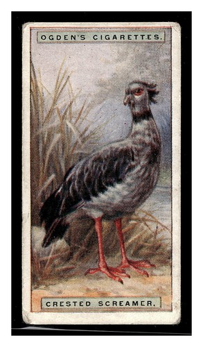 CRESTED SCREAMER #38 OGDENS CIGARETTES FOREIGN BIRDS 1924 TOBACCO CARD ...