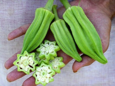 1/16 POUND Okra Seeds Star Of David Old Fashioned Vegetable HEIRLOOM ...