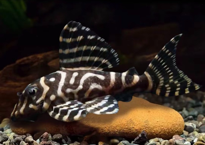 ⚽ Live L333 King Tiger Pleco Tank-Bred High Quality Tropical Fish | eBay