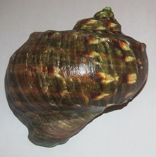 165 mm DARK Turbo Marmoratus Turban Seashell + Operculum From Ranong ...