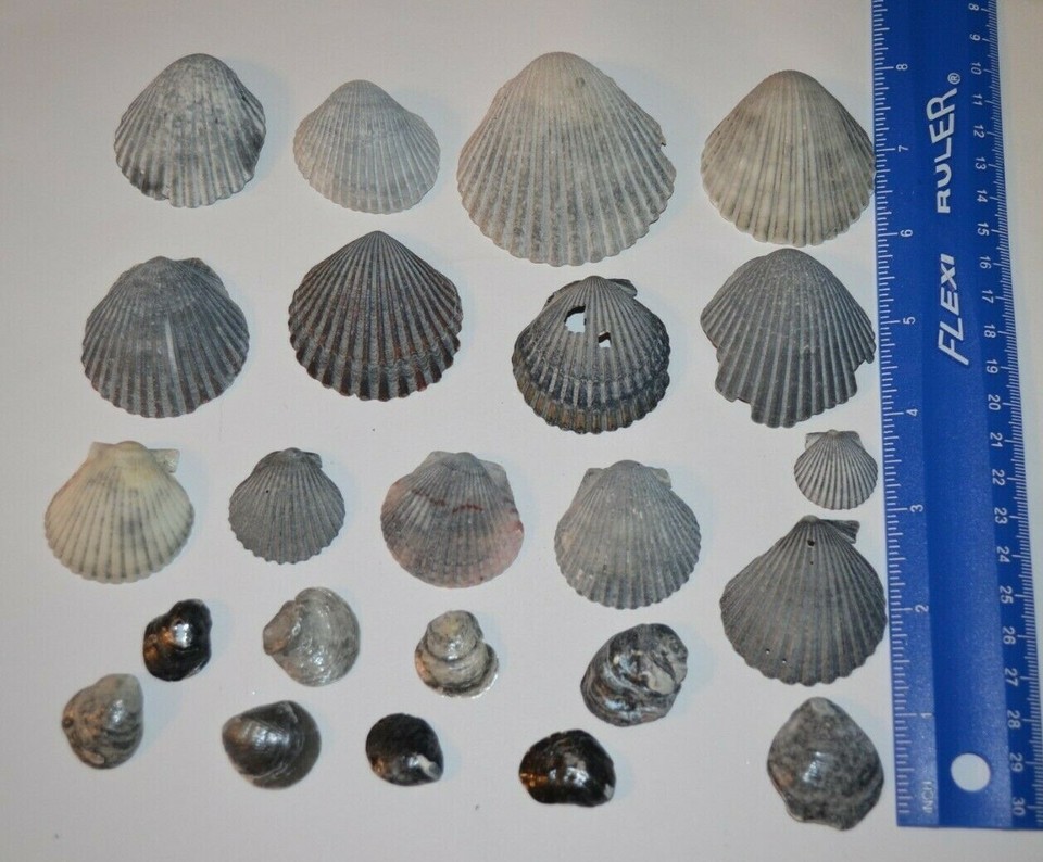Black Grey Gray Dark Colored Sea Shells Florida Beach Seashells Arts ...