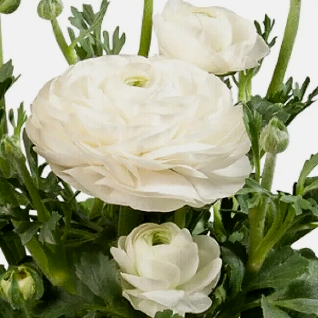 Ranunculus Flower Bulbs 20 Mix Corms Peony Rose Buttercup Bulb Wedding ...