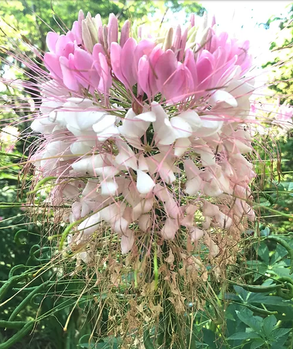 Cleome - Pink Queen (Cleome hassleriana) (Organic) | 100 Seeds | eBay ...