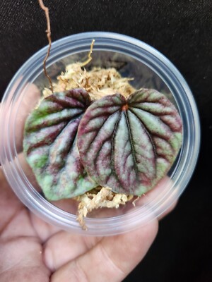 Red Ripple Peperomia Caperata 2 Leaf Cutting In Propagation Cup | eBay