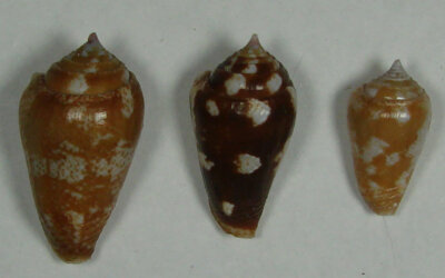 PARAMETARIA MACROSTOMA 17-24mm BEAUTIFUL SPECIMENS San Carlos, Pacific Panama | eBay