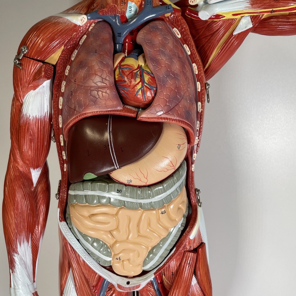 Axis Scientific Human Muscle and Organ Model - 27 Removeable Parts A ...