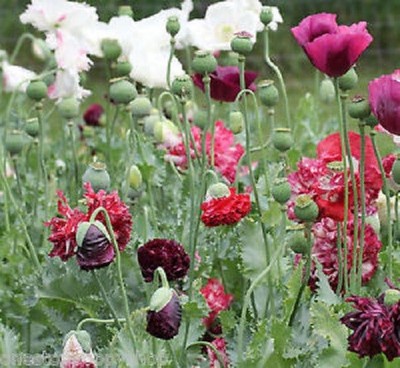120+ PEONY- POPPY ANTIQUE SHADES FLOWER SEEDS / PAPAVER PAEONIFLORUM ...