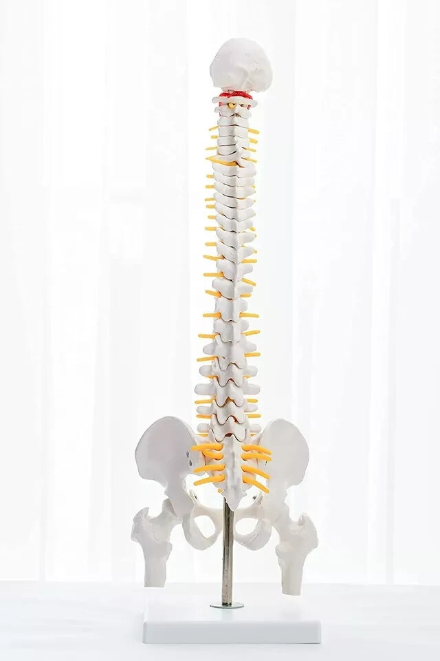Human Mini Spine Model (Vertebral/Spinal Column Model) With Femur Head ...