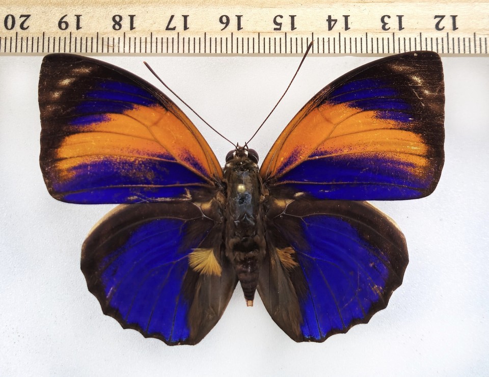 Agrias phalcidon excelsior ♂ (Brasil) rare, mounted nymphalidae | eBay