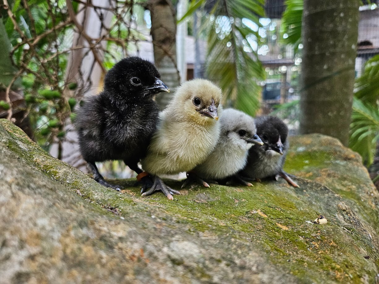 (6) Fibro Olive Egger Hatching Eggs - Unique Fibro Ameraucana x Marans ...