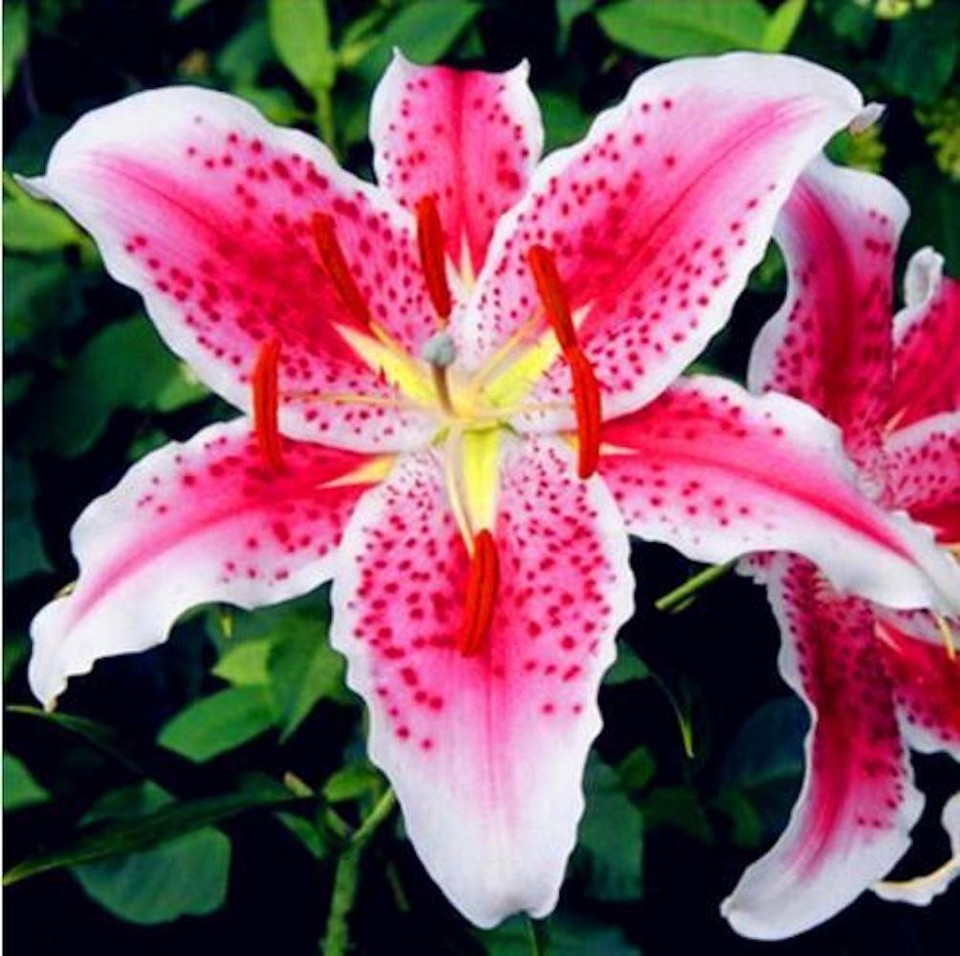 20 EXOTIC rare LILY SEEDS for garden flower perennial plant beds USA ...
