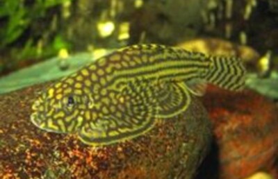 3 pk - Dazzling Borneo Butterfly Loach - Algae Eater Live Fish WOW | eBay