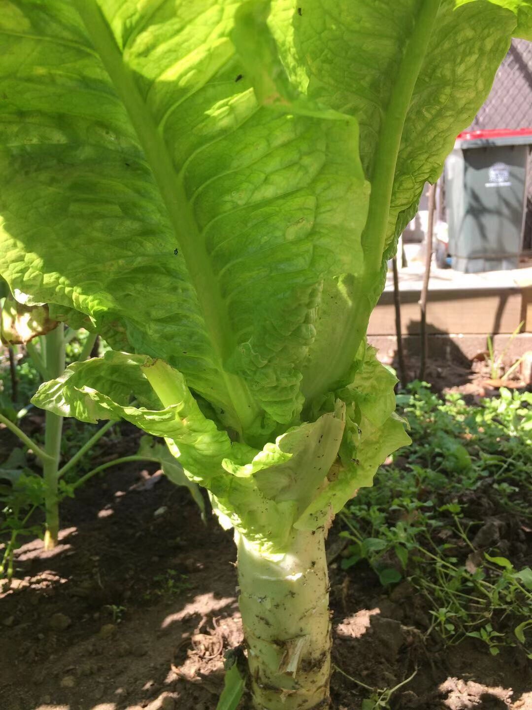 400 Celtuce Seeds Chinese Stem Lettuce 莴苣 Asian Home Garden Vegetables ...