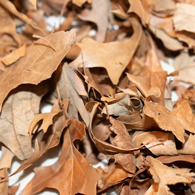3 Gal Heat-Sanitized Oak Leaf Litter | Bioactive Substrate, Reptiles ...