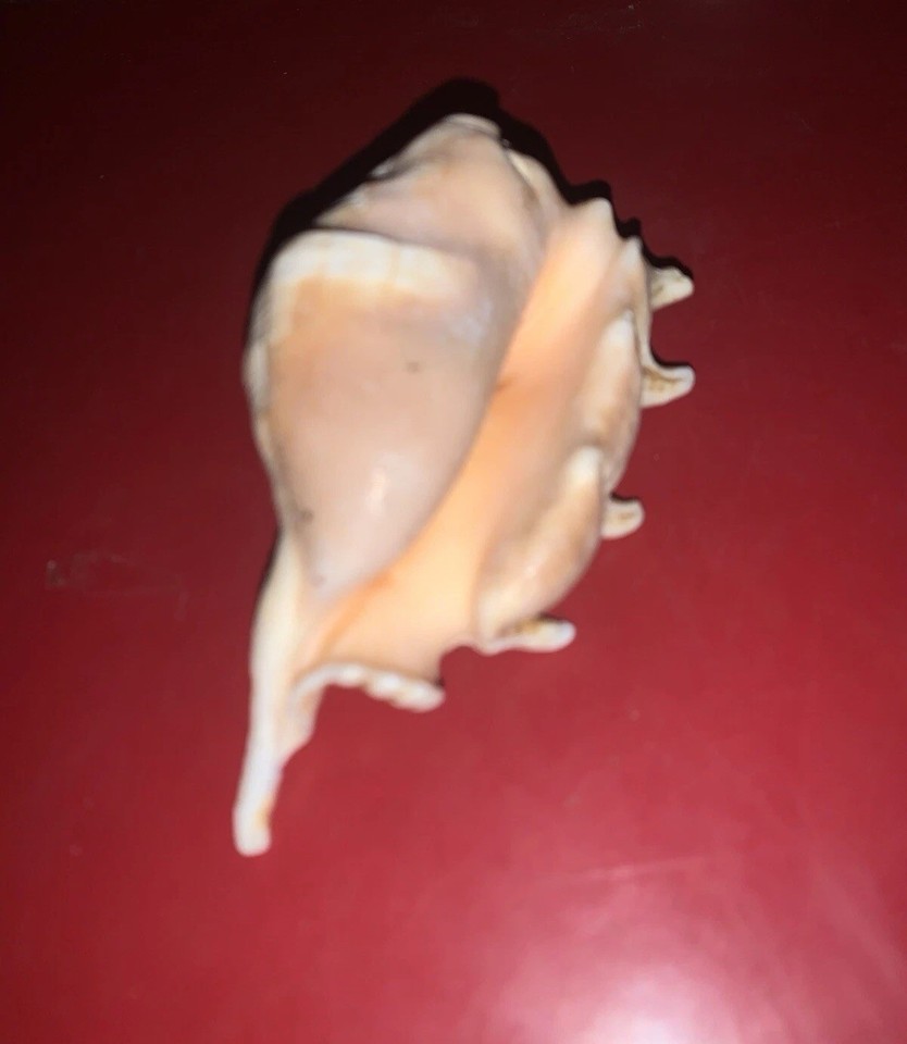 Large Scorpion Lambis Spider Conch Natural Seashell Rare Real Beach ...