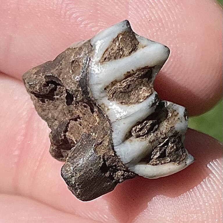 Florida Fossil Deer Tooth Pleistocene Mammoth Age Mammal | eBay