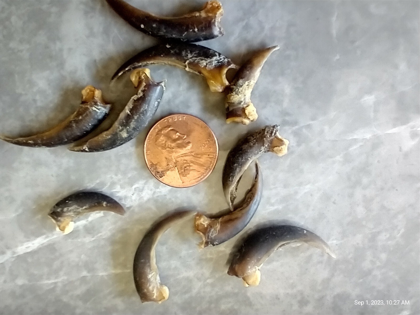 11 MODEL PORCUPINE or BEAVER CLAWS scary imitation claws wild animals ...