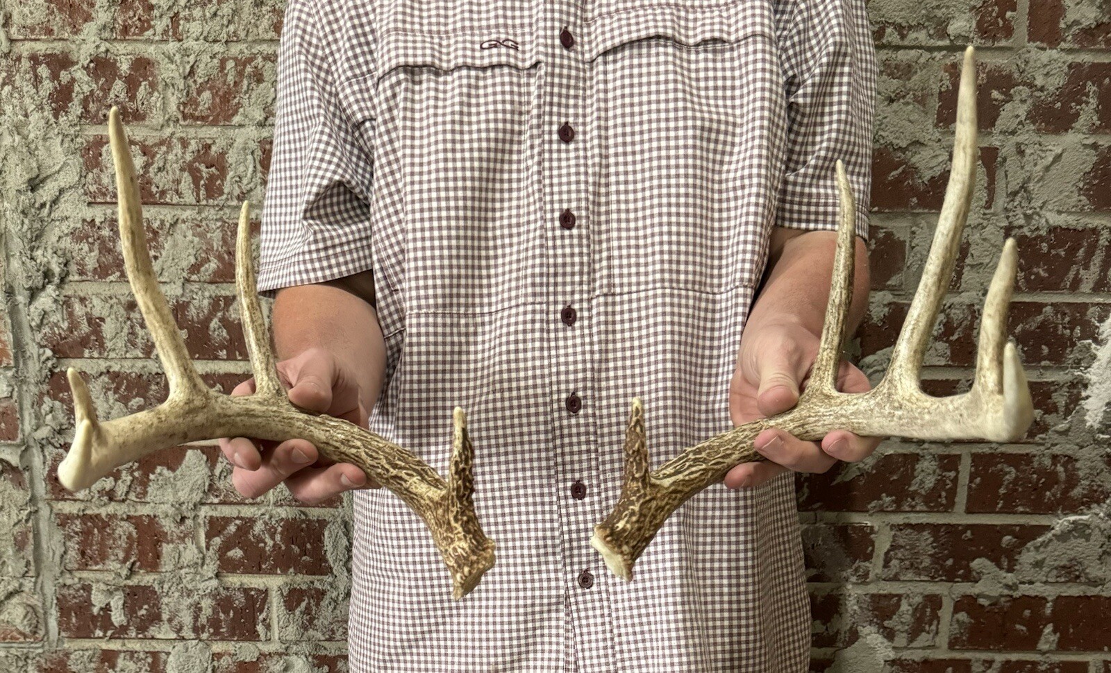 Perfect Clean 10 Point Whitetail Deer Shed Antlers Horns Taxideremy ...