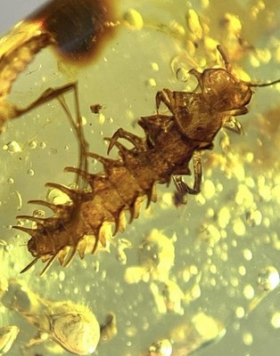Rare Firefly larvae Burmite Natural Myanmar Insect Amber Fossil | eBay UK
