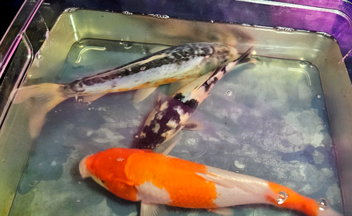 3-LOT STANDARD FIN LIVE KOI FISH 7"- 10" POND PACK, PKF, EFP FREE ...