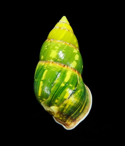 LAND SNAIL, SHELL - Amphidromus heinrichhuberi- THICK 62.2MM | eBay