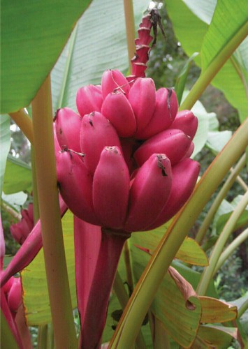 MUSA VELUTINA - ROSE BANANE, 15 Graines + GRATUIT | eBay