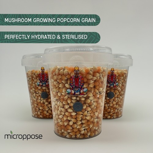 Mushroom Growing Spawn 1kg Popcorn Grain Sterilised & Hydrated x3 ...