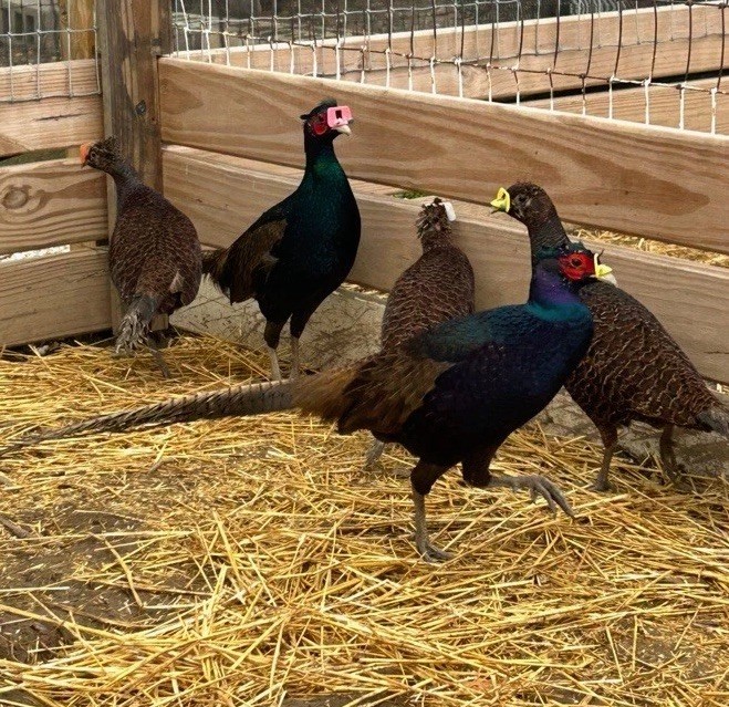 10++ Melanistic Mutation Hatching Eggs | eBay