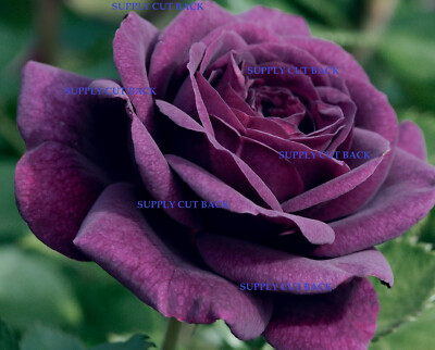 DEEP PURPLE HIGHLY FRAGRANT TEA ROSE Bush Rose fully established plant ...