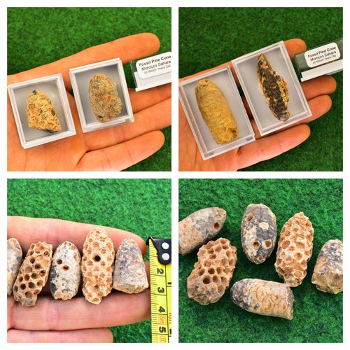 Fossil Pine Cone Boxed Petrified Wood Eocene Conifer Tree Western Sahara UKBUY | eBay UK
