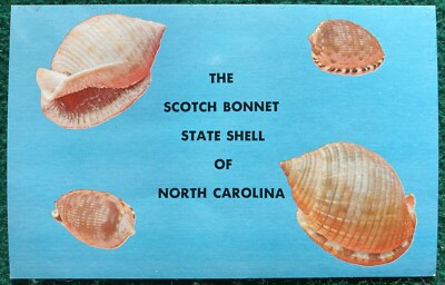 North Carolina NC Scotch Bonnet State Shell Postcard Old Vintage sea ...