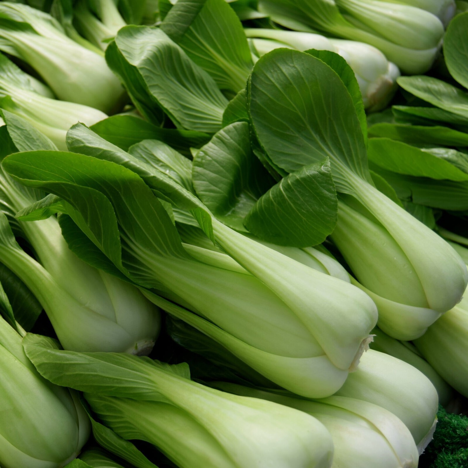 Bok Choy Seeds, Pak Choi White Stem, Non-GMO, Fast Growing, Free ...