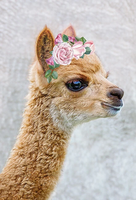 Llama Wearing Makeup | Saubhaya Makeup