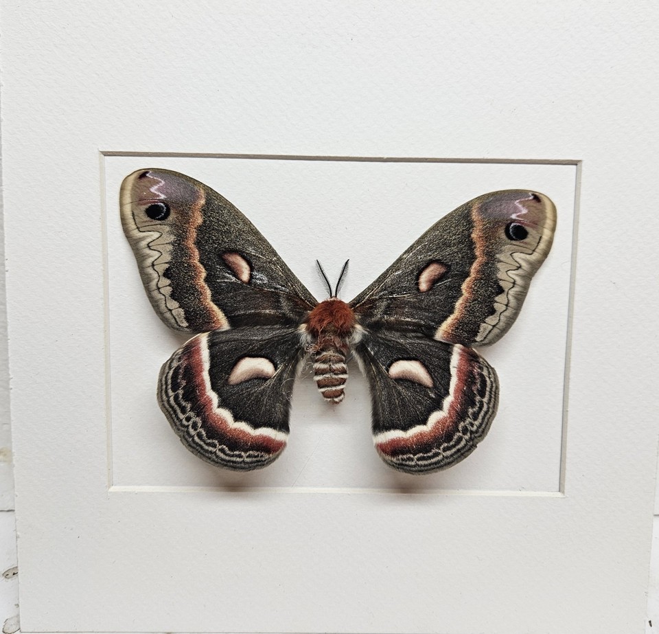 Real framed Cecropia Moth(F) from North America #1 | eBay
