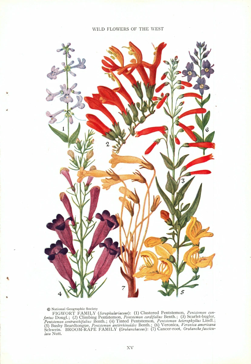 National Geographic Flowers Pictures | Best Flower Site