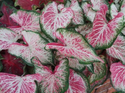 (2) Caladium Peppermint Bulb #2 | eBay