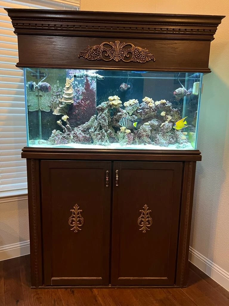 Saltwater Aquarium Setup
