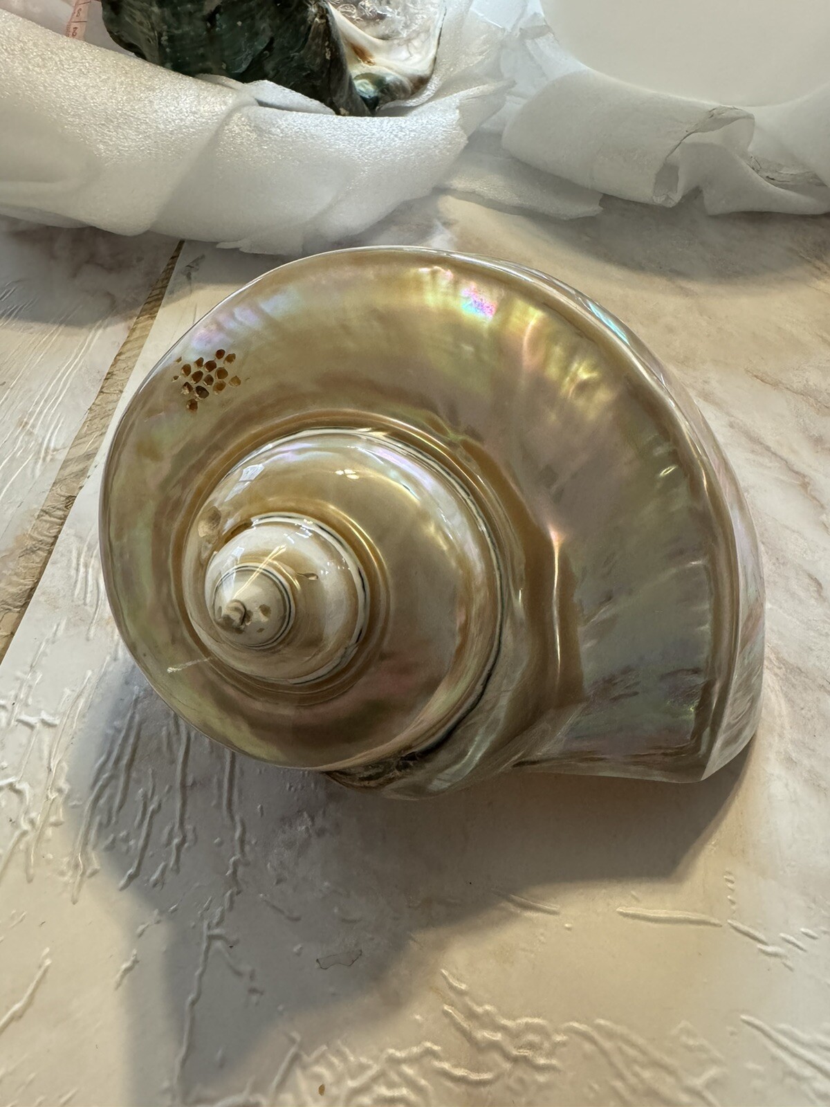 Large Green Turbo Marmoratus Turban Sea Shell Mother of Pearl 9 In | eBay