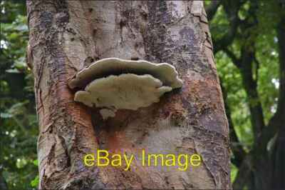 Photo 6x4 High-level fungus, Killynether Wood Newtownards This fungus ...