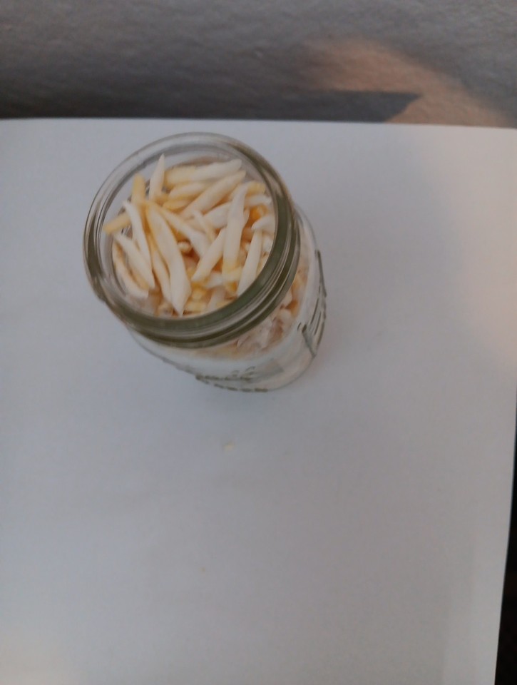 Lot Of 400 Real Whitetail Deer Teeth Taxidermy Crafts Goth Emo Cleaned ...