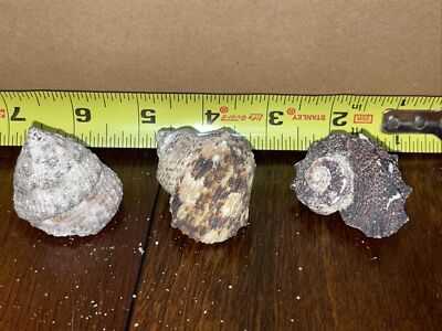 Turbo Hermit crab, Trophy’s Top Conus, & Pink Delphinula Hermit crab ...