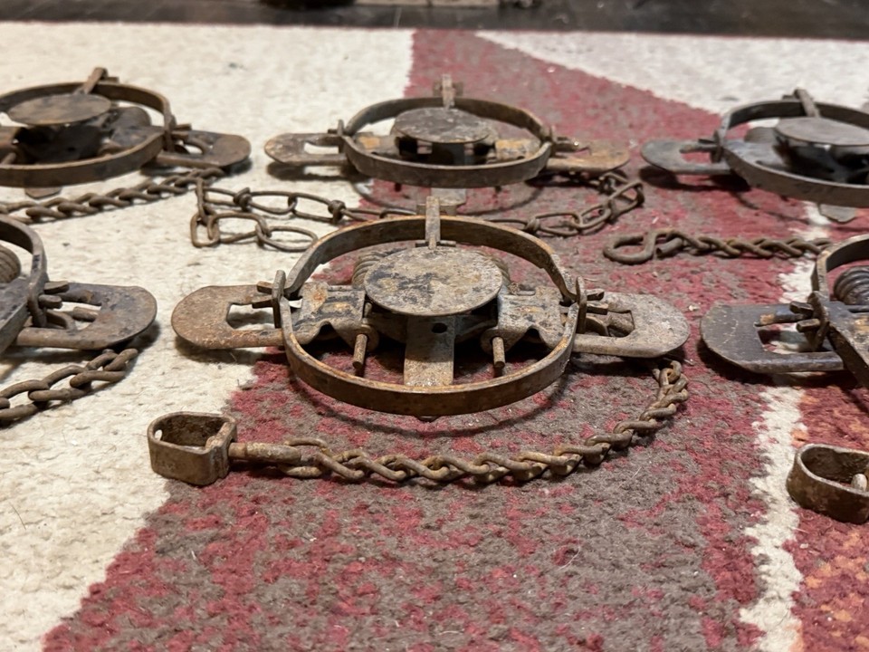 (6) Victor #1 1/2 Round Pan Coil Spring Traps Mink Raccoon Muskrat Fox ...